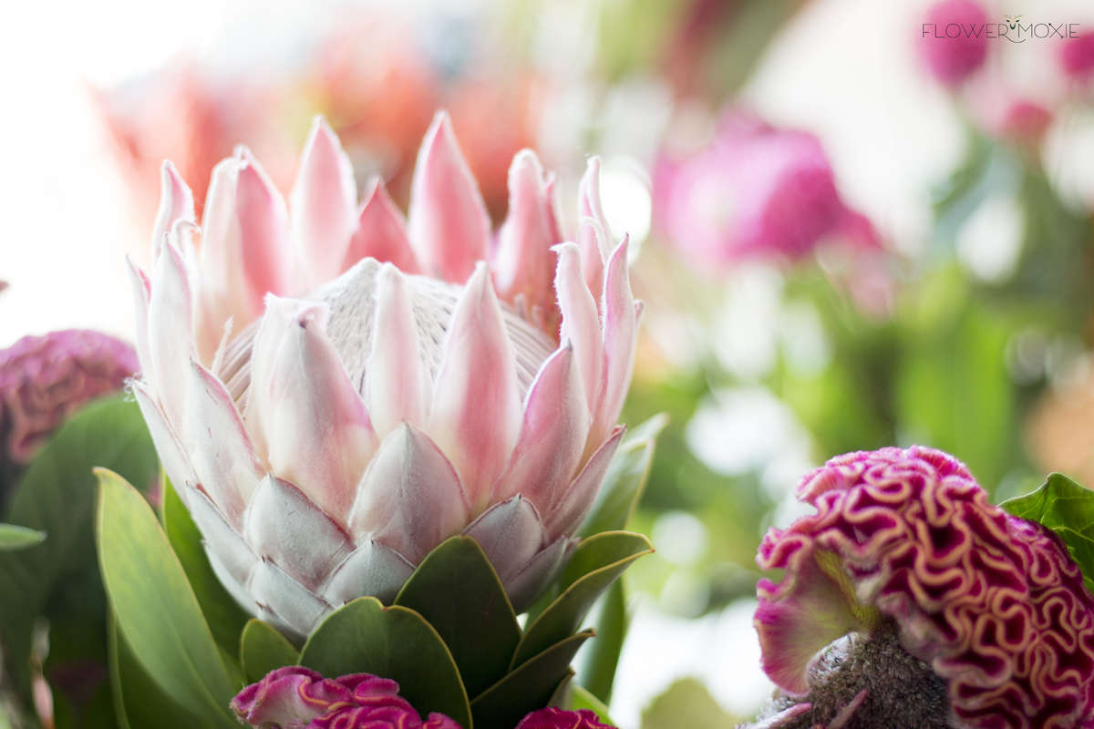 Queen Protea Flower