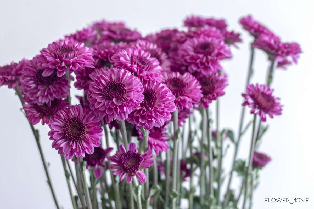 Purple Button Poms — Flower Moxie