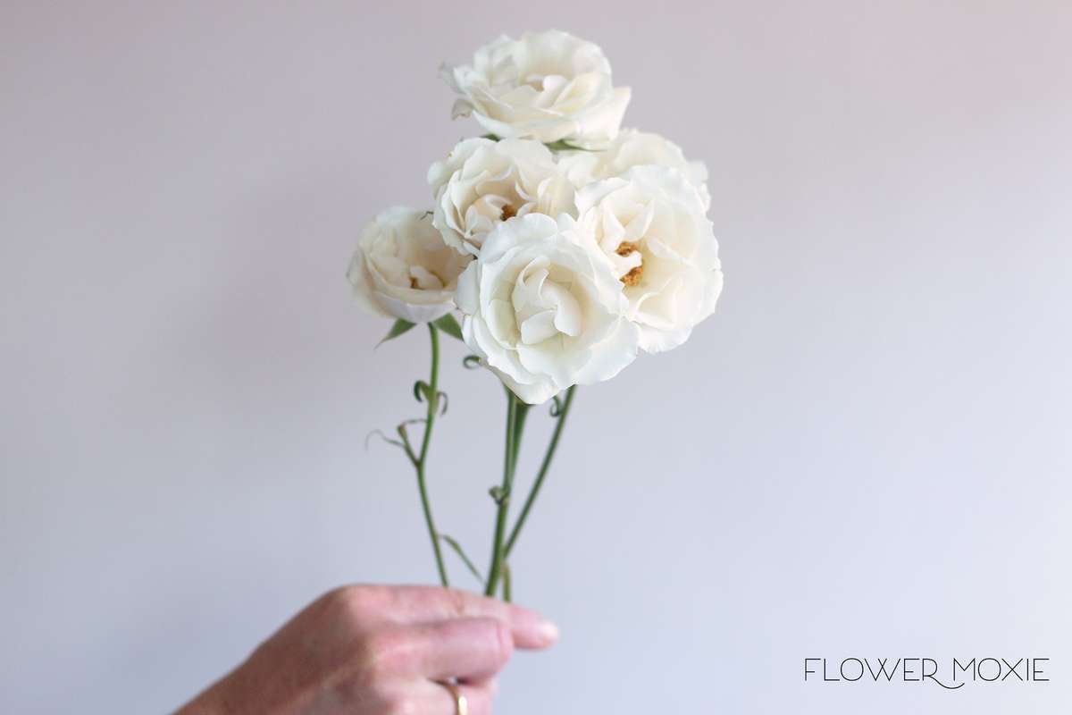 Spray Rose- Cream — Flower Moxie