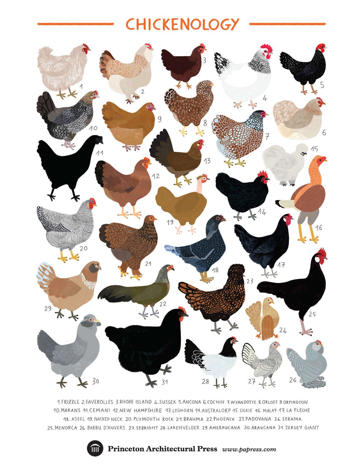 Chickenology